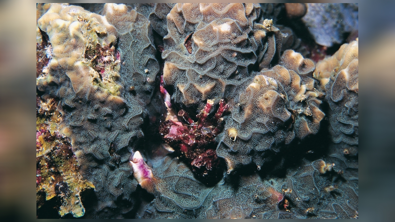 Pavona venosa stony coral