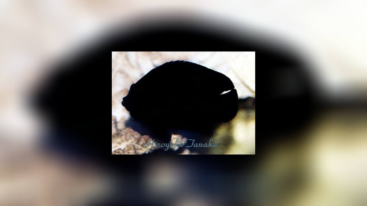 Centropyge nox Midnight angelfish