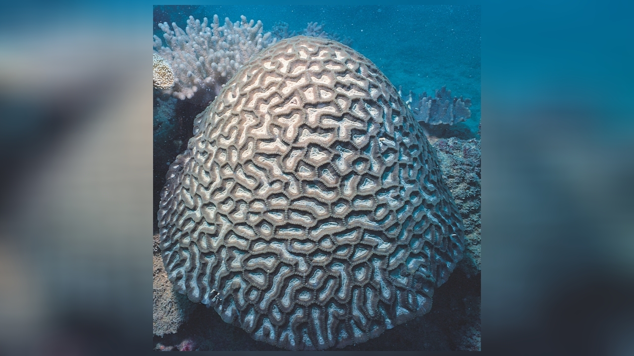 Oulophyllia bennettae Oulophyllia bennettae