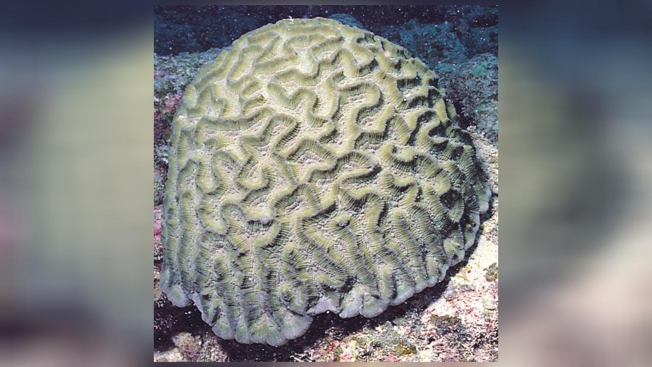 Oulophyllia crispa Großpolypige Steinkoralle