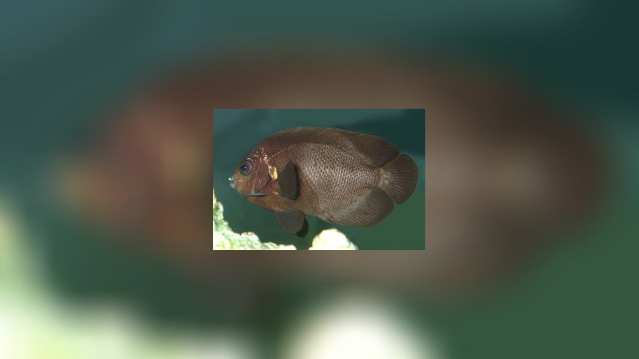 Centropyge nox Midnight angelfish