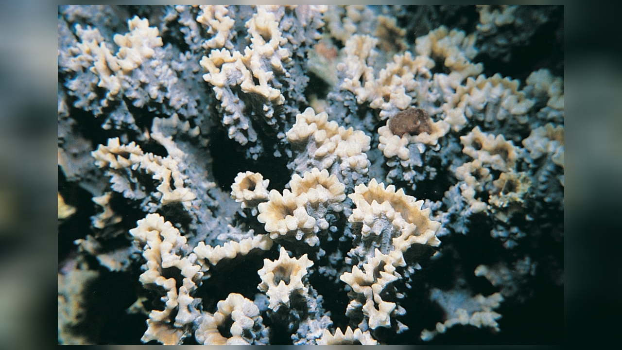 Oxypora convoluta stony coral