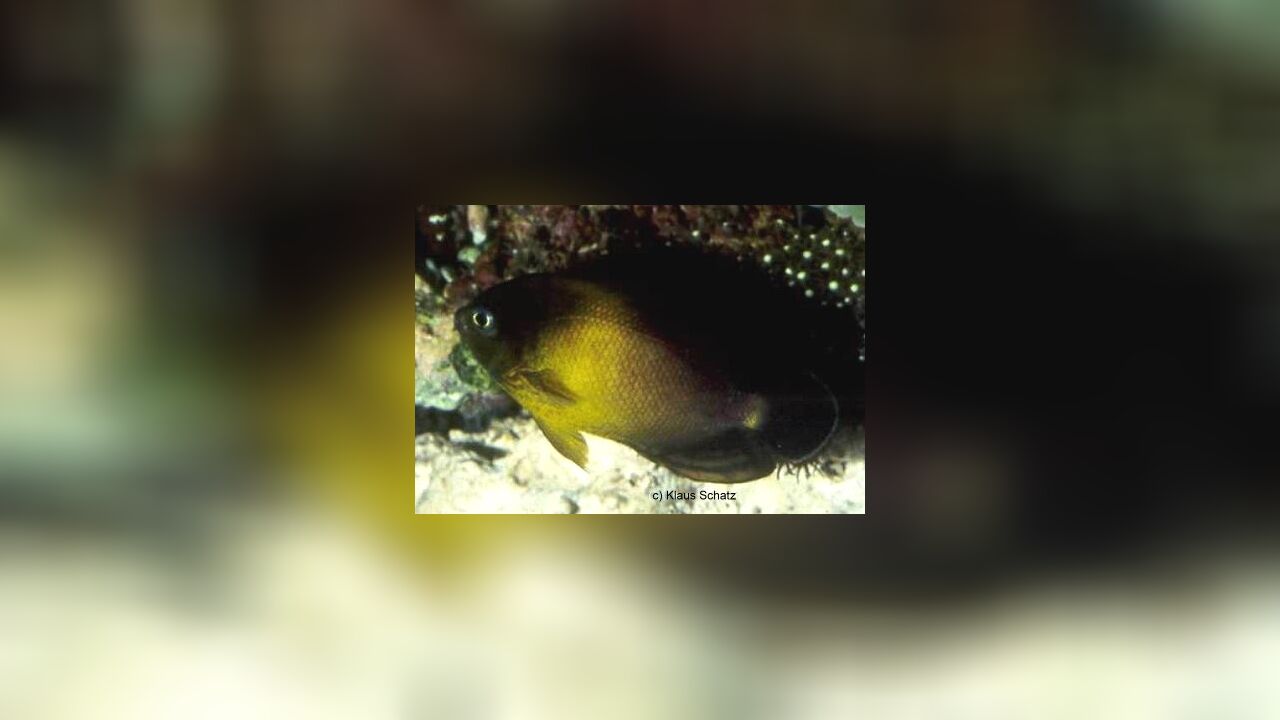 Centropyge Hybride (heraldi / nox) Yellow-Midnight angelfish