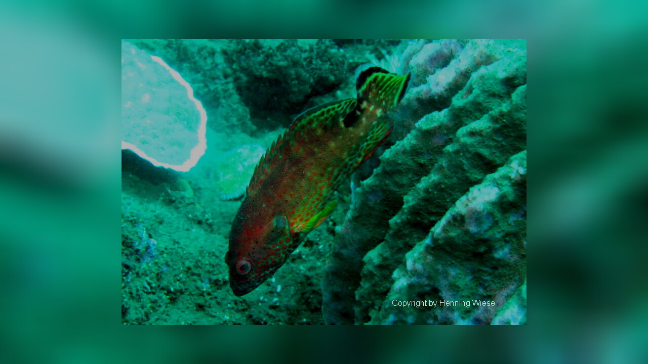 Cephalopholis leopardus Leopard Cod, Leopard Hind, Redspot Coral Cod ...