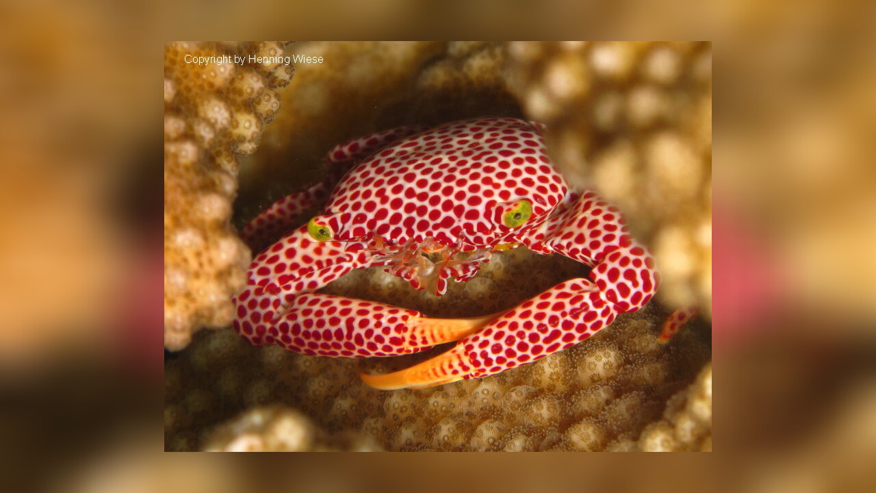 Trapezia rufopunctata Rot Gepunktete Korallenkrabbe