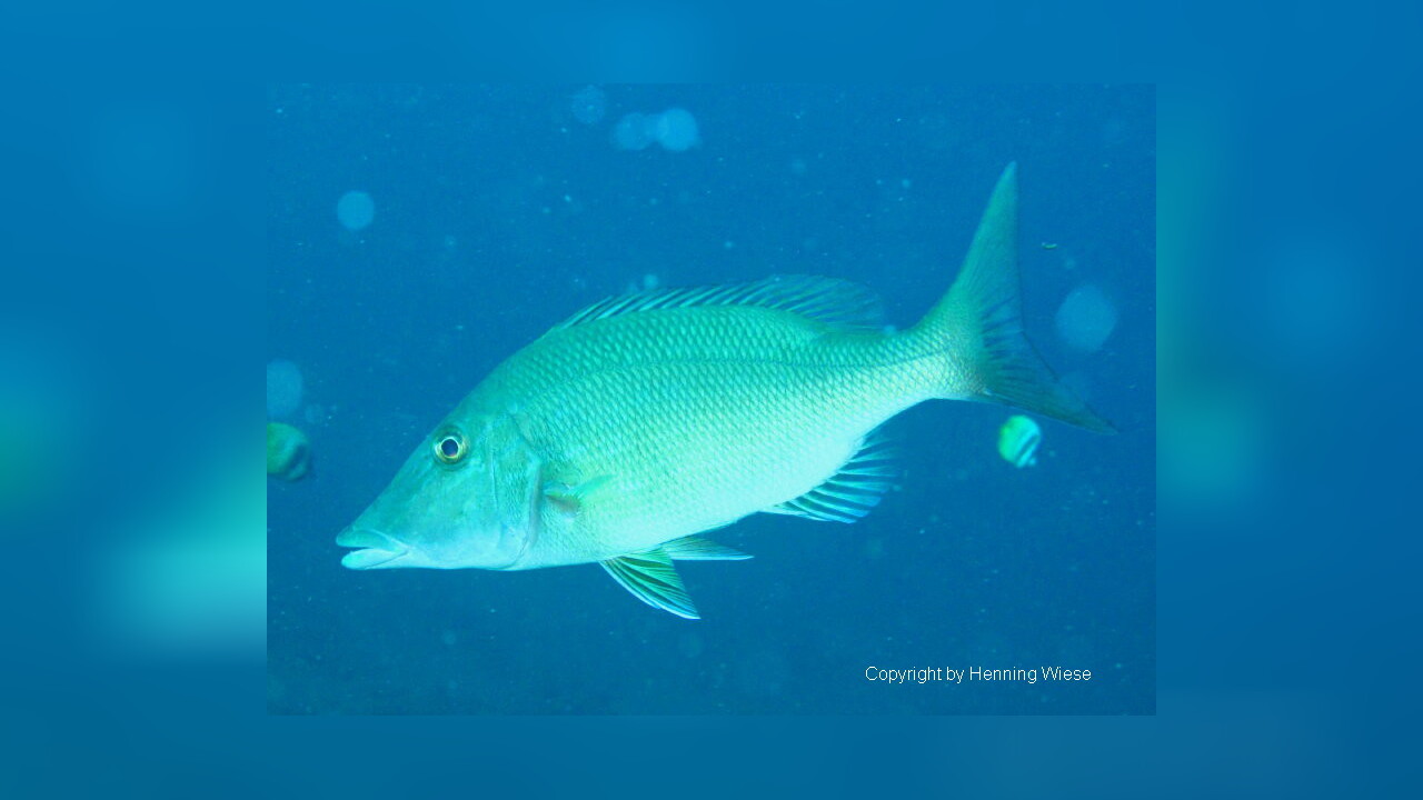 Lethrinus microdon Smalltooth emperor