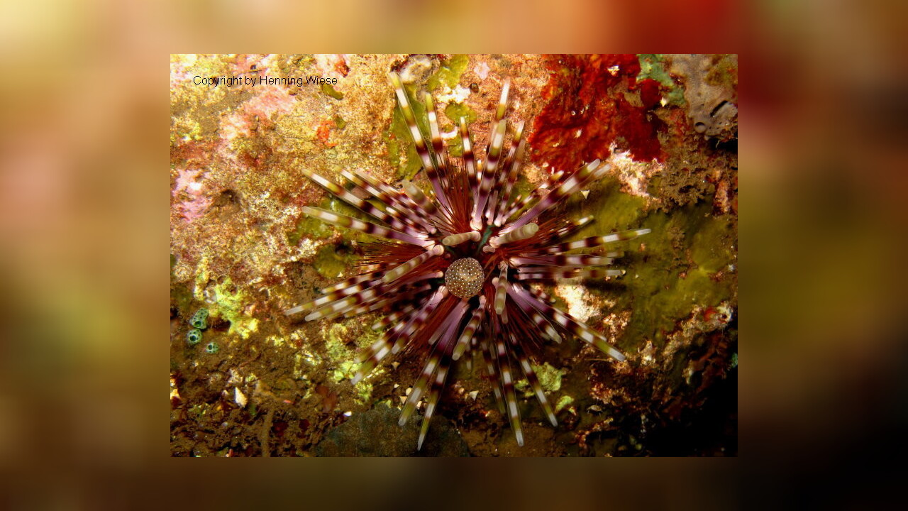 Echinothrix calamaris banded urchin