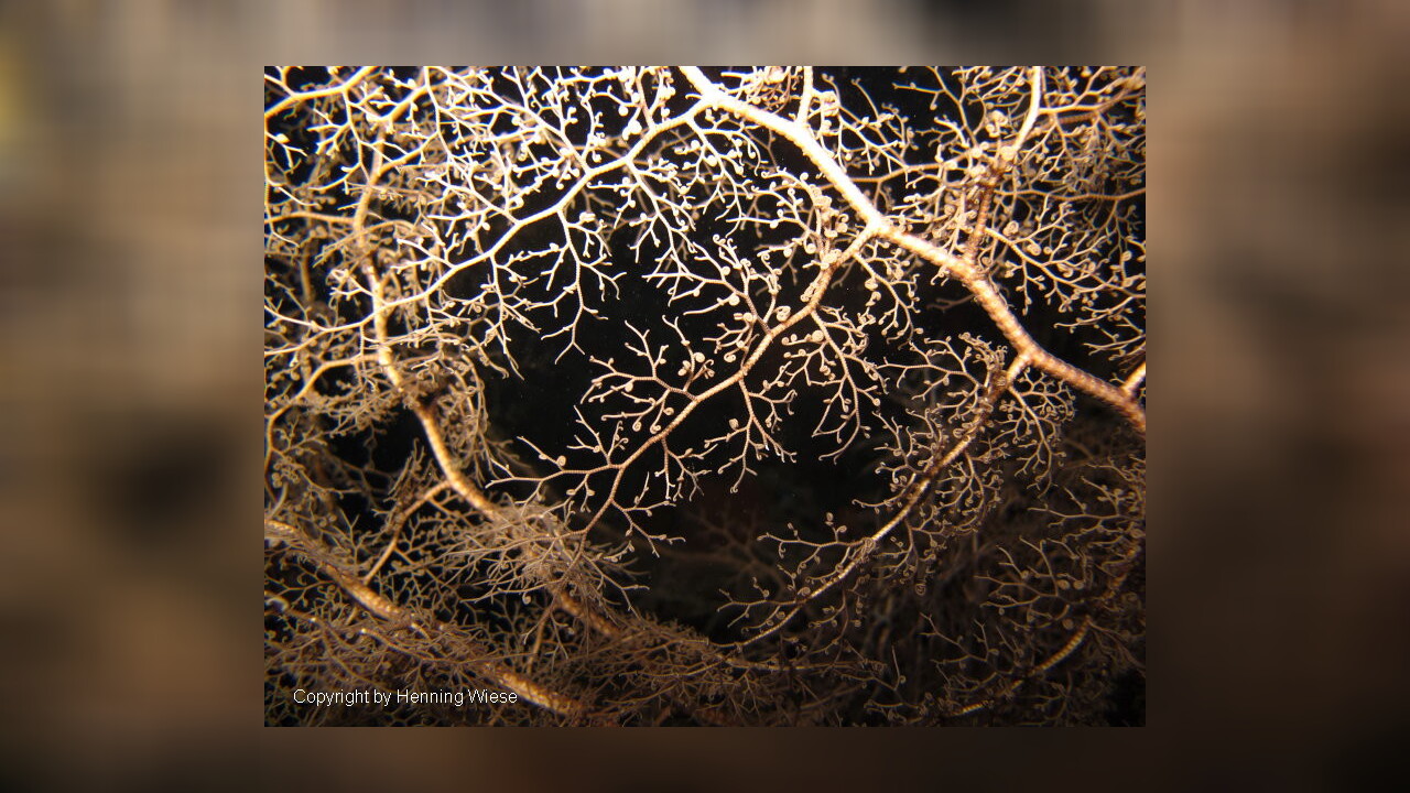 Astroboa nuda Naked Basket Star