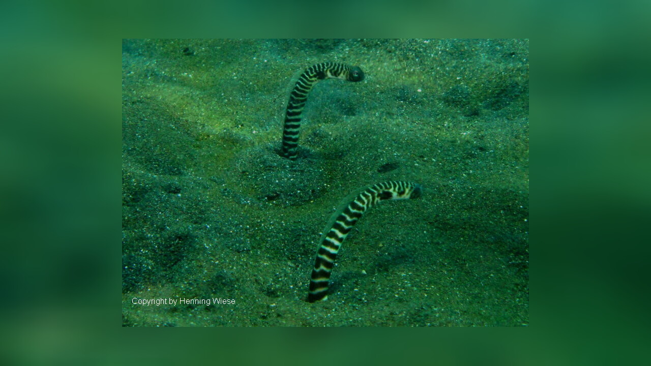 Heteroconger polyzona Röhrenaal