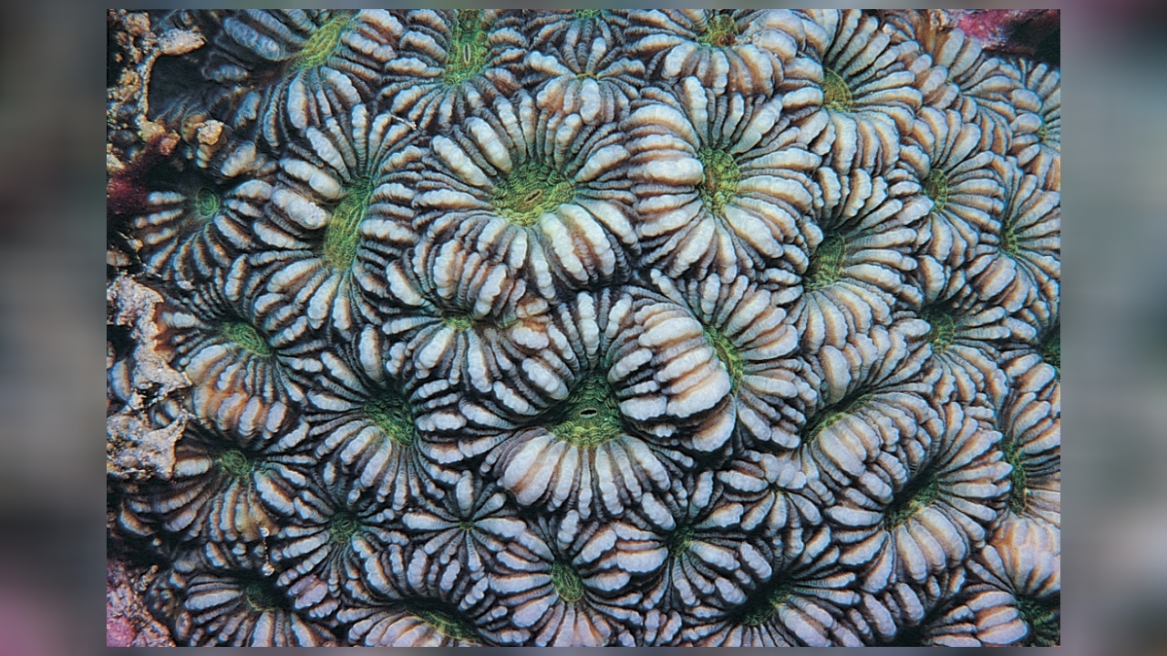 Montastrea valenciennesi boulder star coral