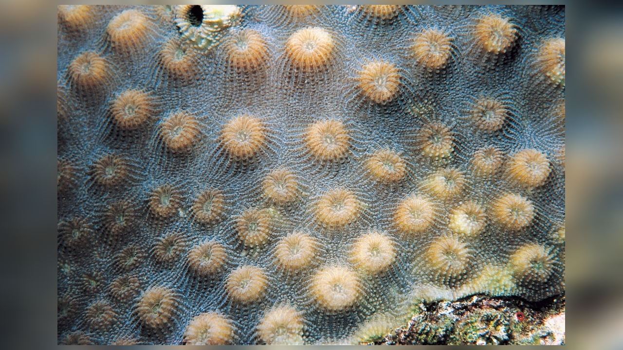 Echinopora forskaliana Echinopora forskaliana