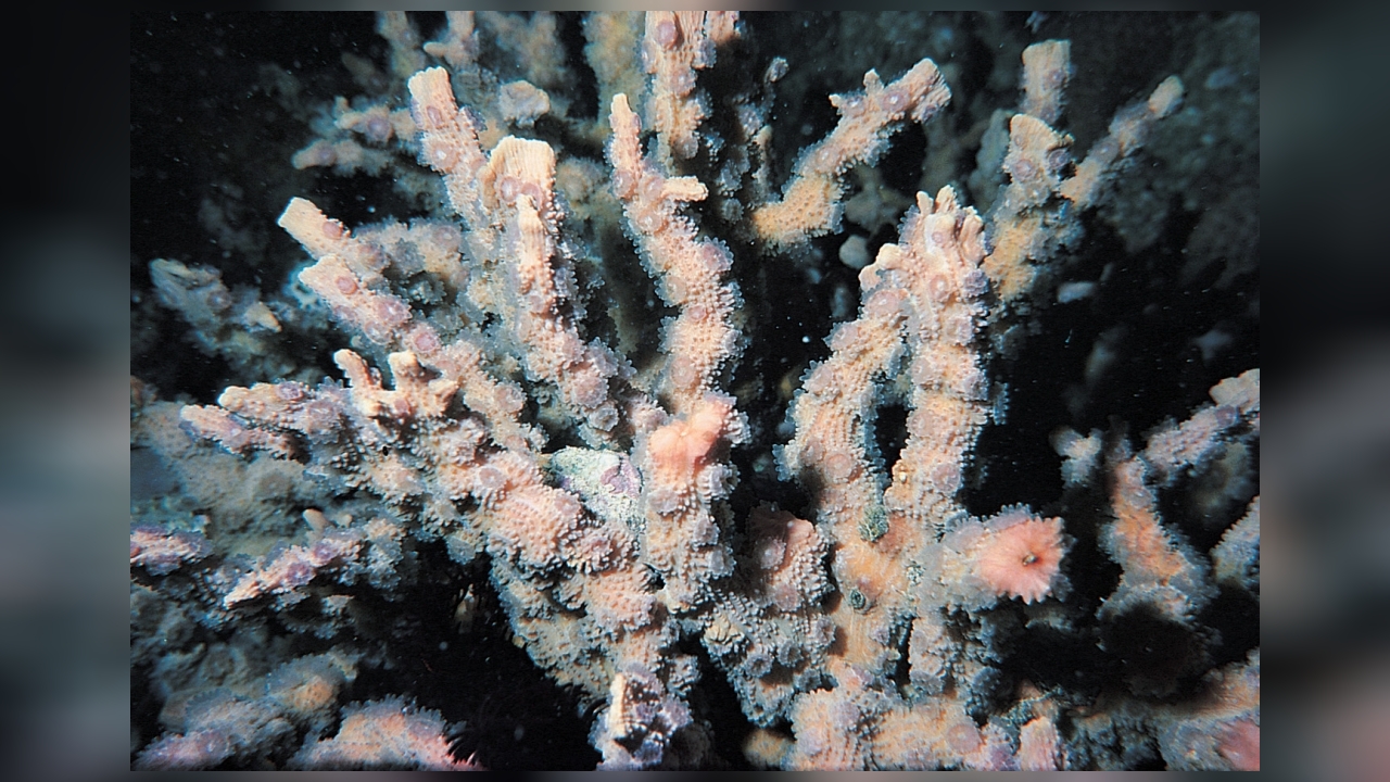 Echinopora horrida Echinopora horrida