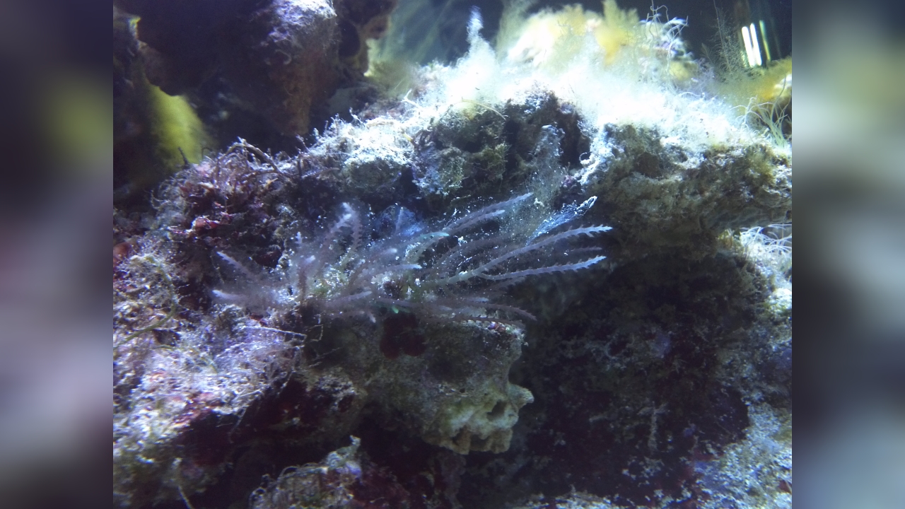 Acanthophora spicifera Spiny seaweed