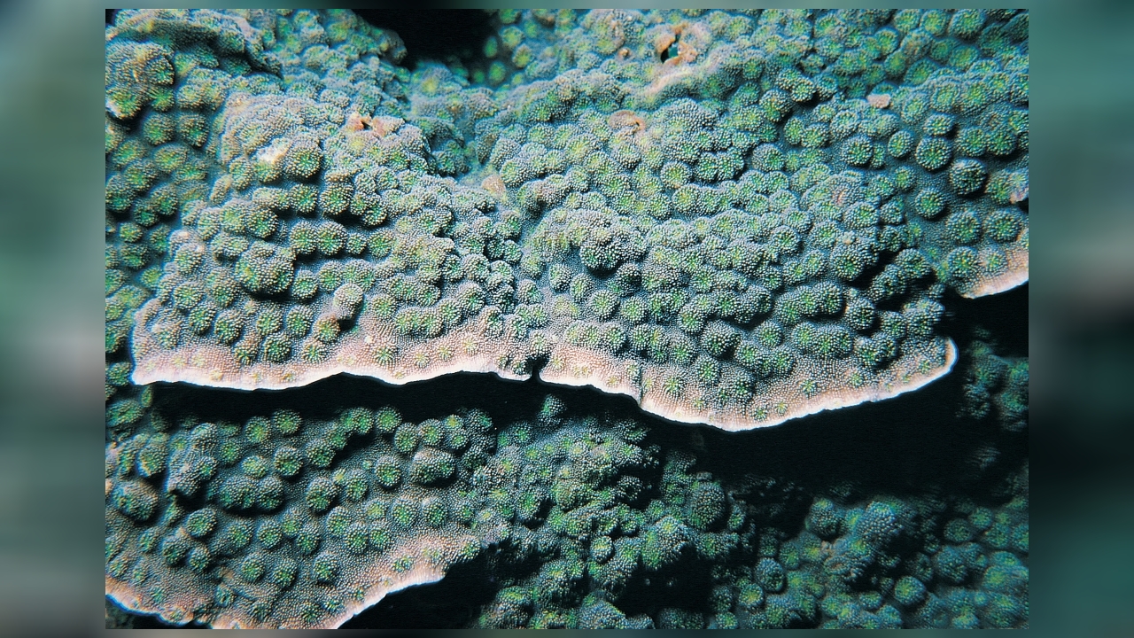 Echinopora pacificus Hedgehog coral
