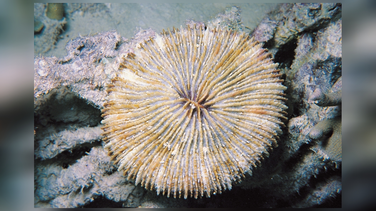 Fungia danai Stony Coral