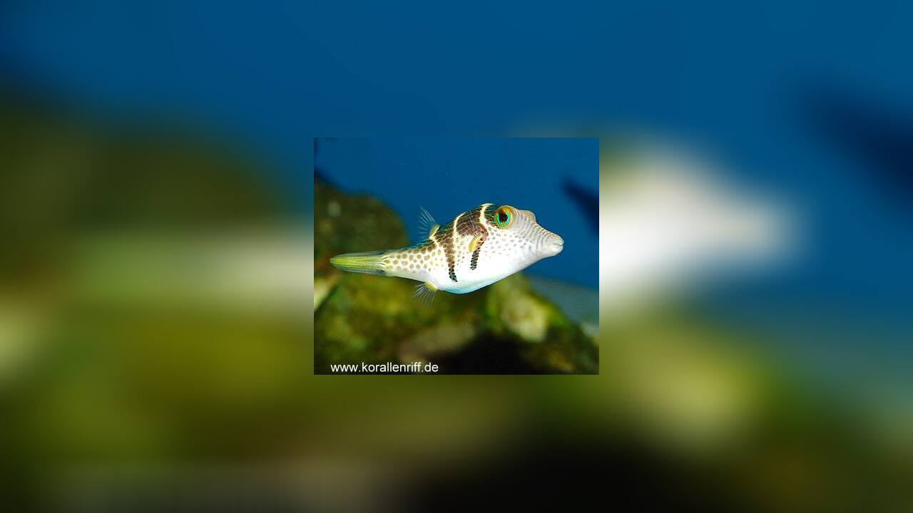 Canthigaster valentini Banded Toby, Black-saddled Toby, Black Saddled ...