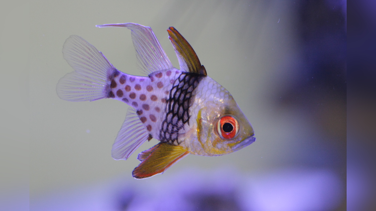 Sphaeramia nematoptera Pajama Cardinalfish, Polka-dot Cardinalfish ...