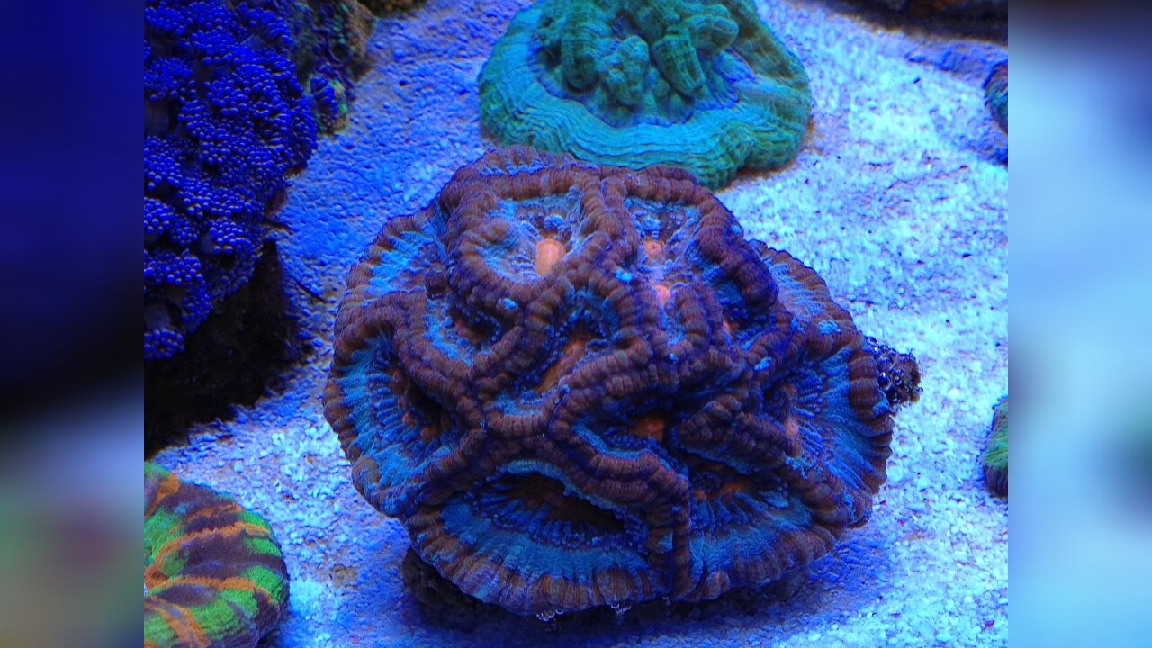 Australophyllia wilsoni großpolypige Steinkoralle