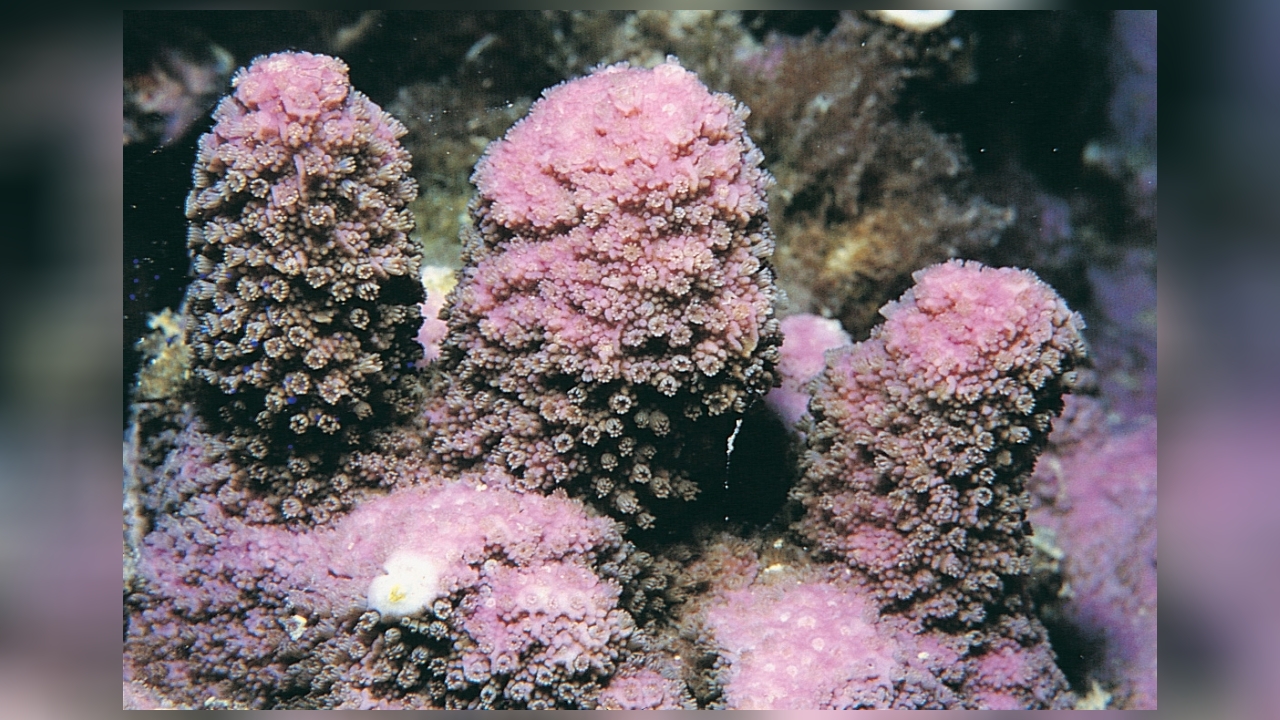 Montipora aequituberculata Encrusting Pore Coral