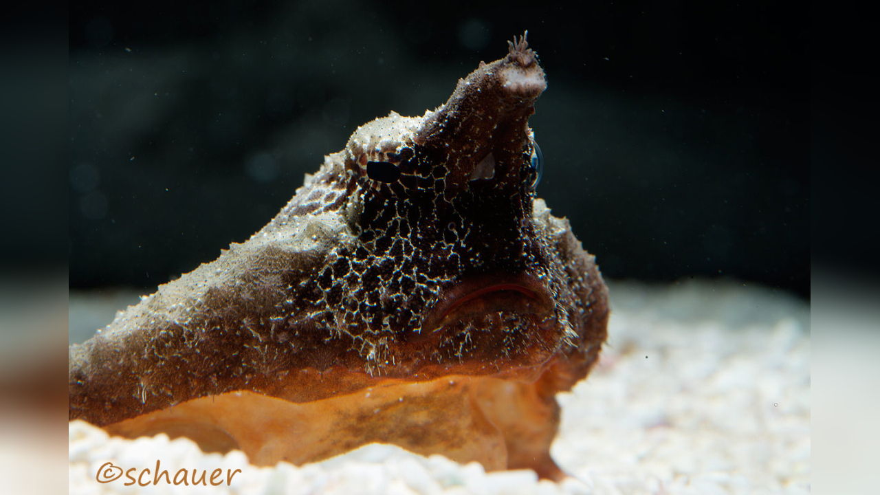 Ogcocephalus vespertilio Seefledermaus
