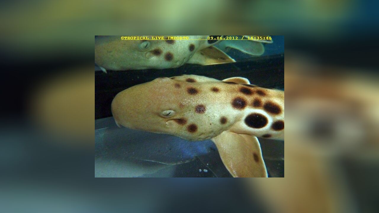 Hemiscyllium hallstromi Bambushai, Papua-Epolettenhai