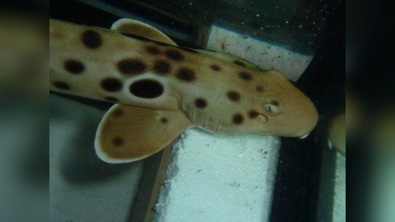 Hemiscyllium hallstromi Bambushai, Papua-Epolettenhai