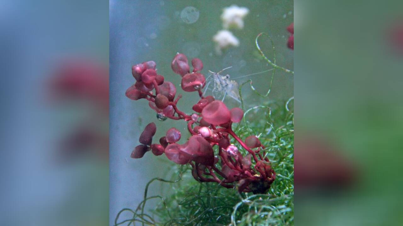 Botryocladia botryoides red grape algae