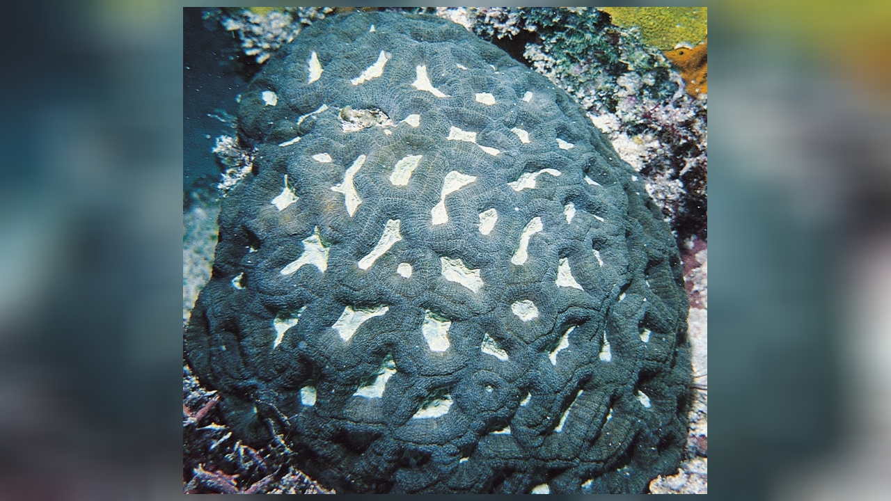 Isophyllia rigida Großpolypige Steinkoralle