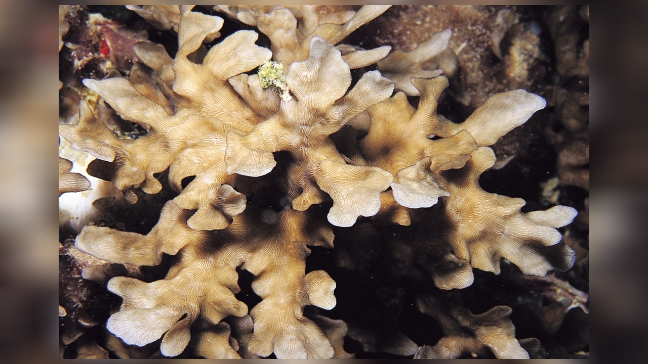 Leptoseris gardineri Foliose coral