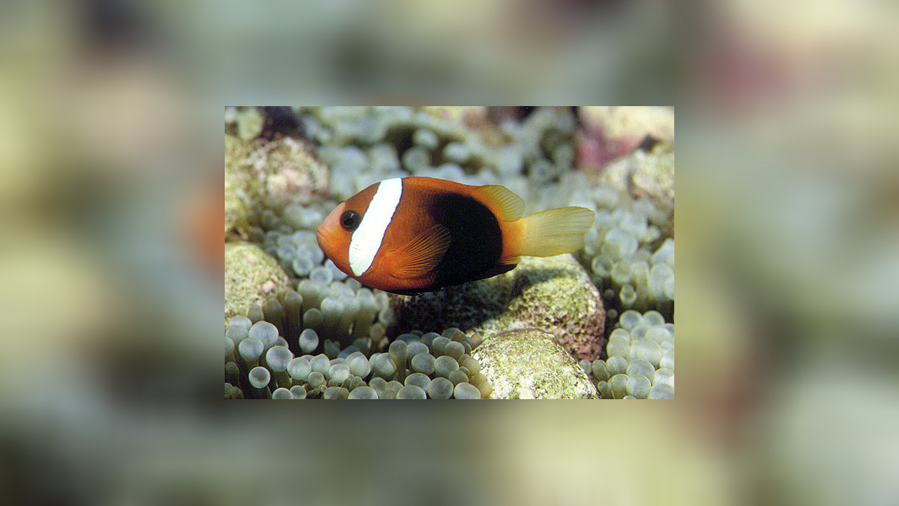 Amphiprion melanopus Black Anemonefish, Chocolate clown, Dusky ...
