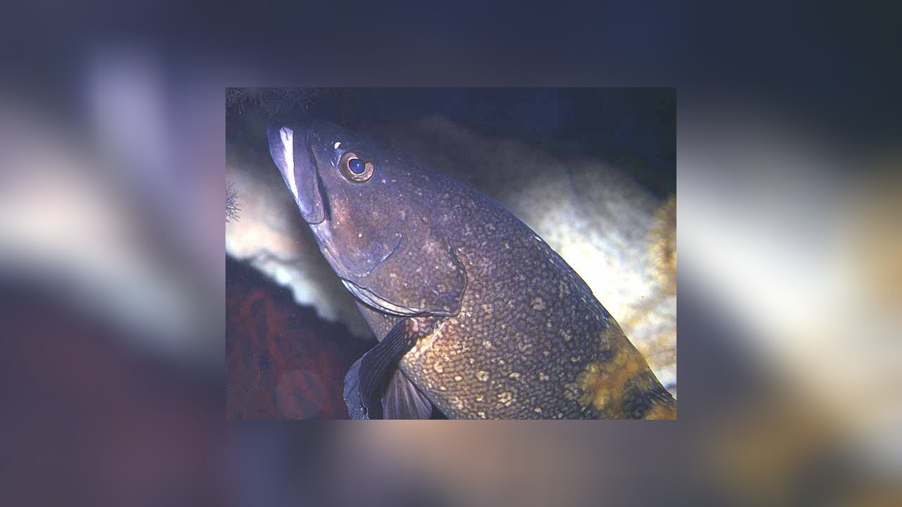 Epinephelus coeruleopunctatus Ocellated Rockcod, Ocellated Rock-cod ...