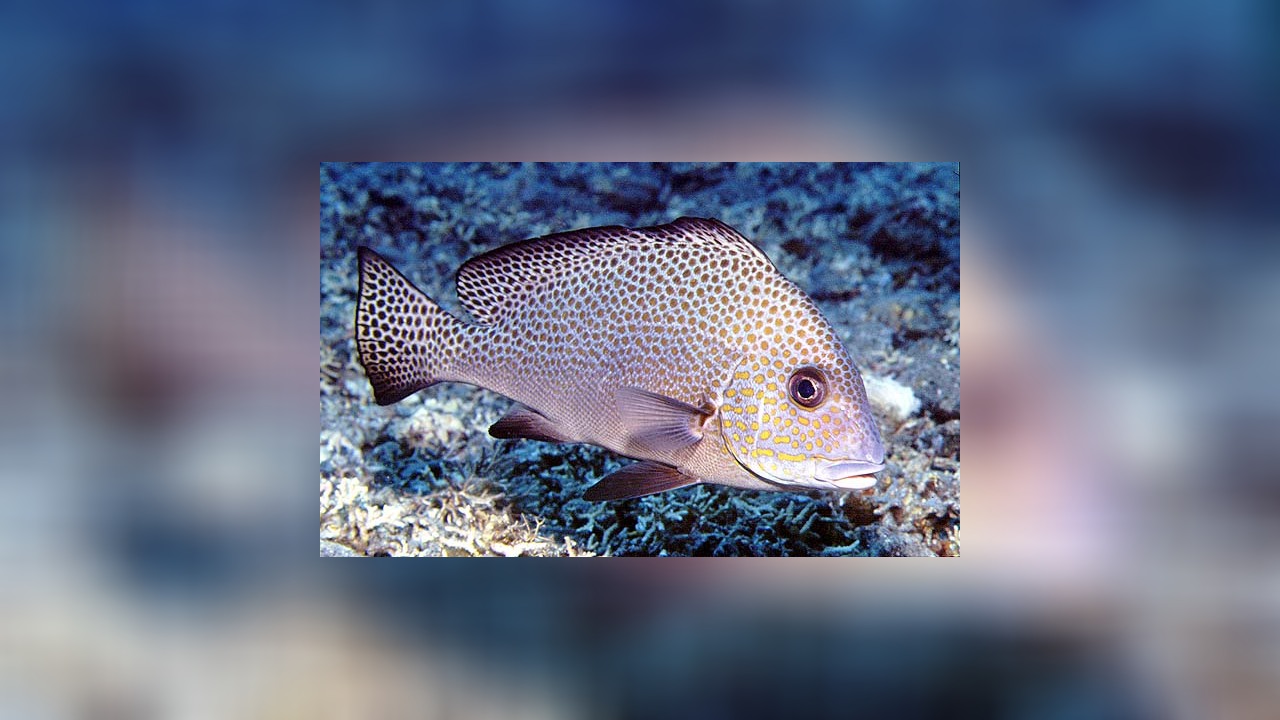 Plectorhinchus flavomaculatus Goldspotted Sweetlips , Lemonfish, Gold ...