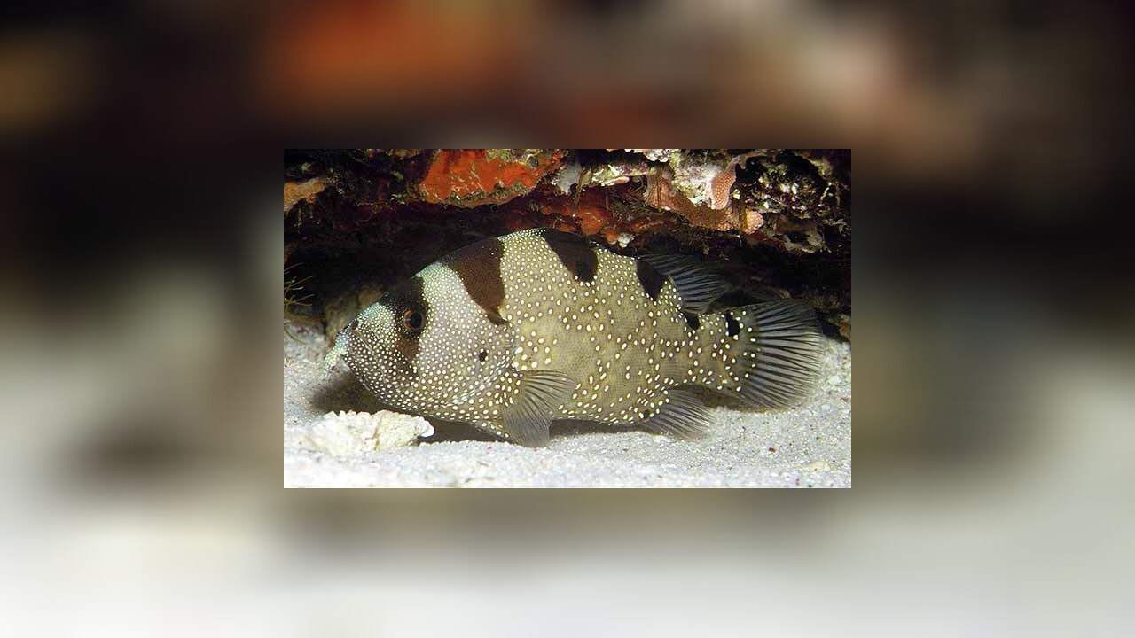 Pogonoperca punctata Bearded Soapfish, Soapfish, Spotted soapfish