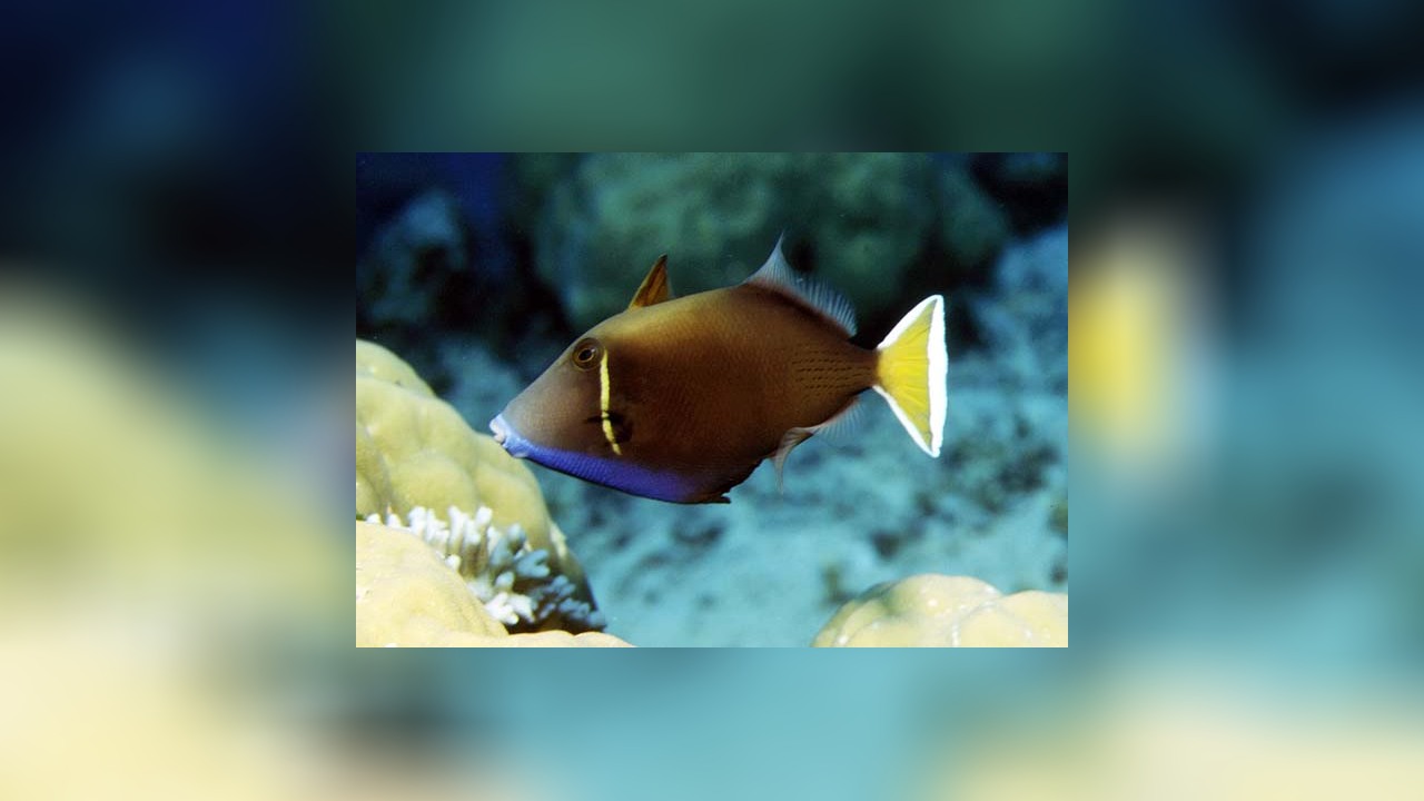 Sufflamen chrysopterum Black Triggerfish, Black Trigger-fish, Blue ...