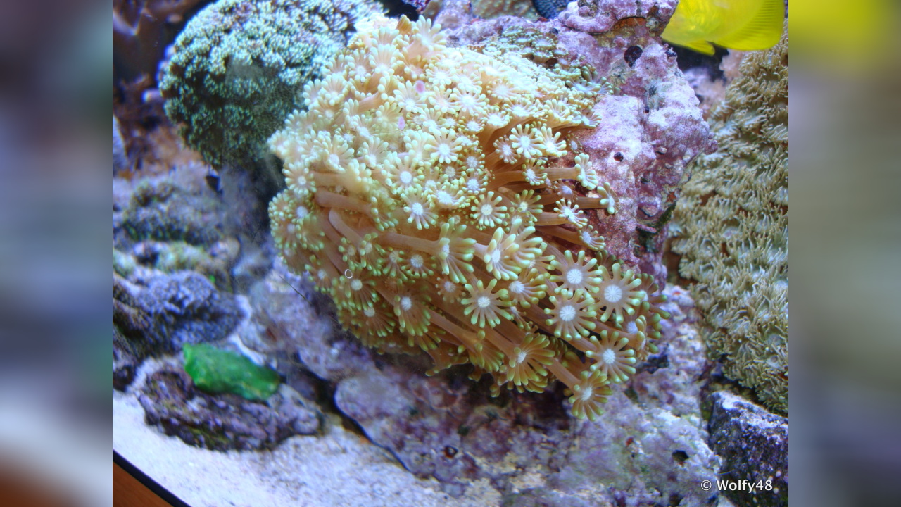 Alveopora catalai Flower Pot Coral, Stony Coral, Daisy Coral, Flowerpot ...
