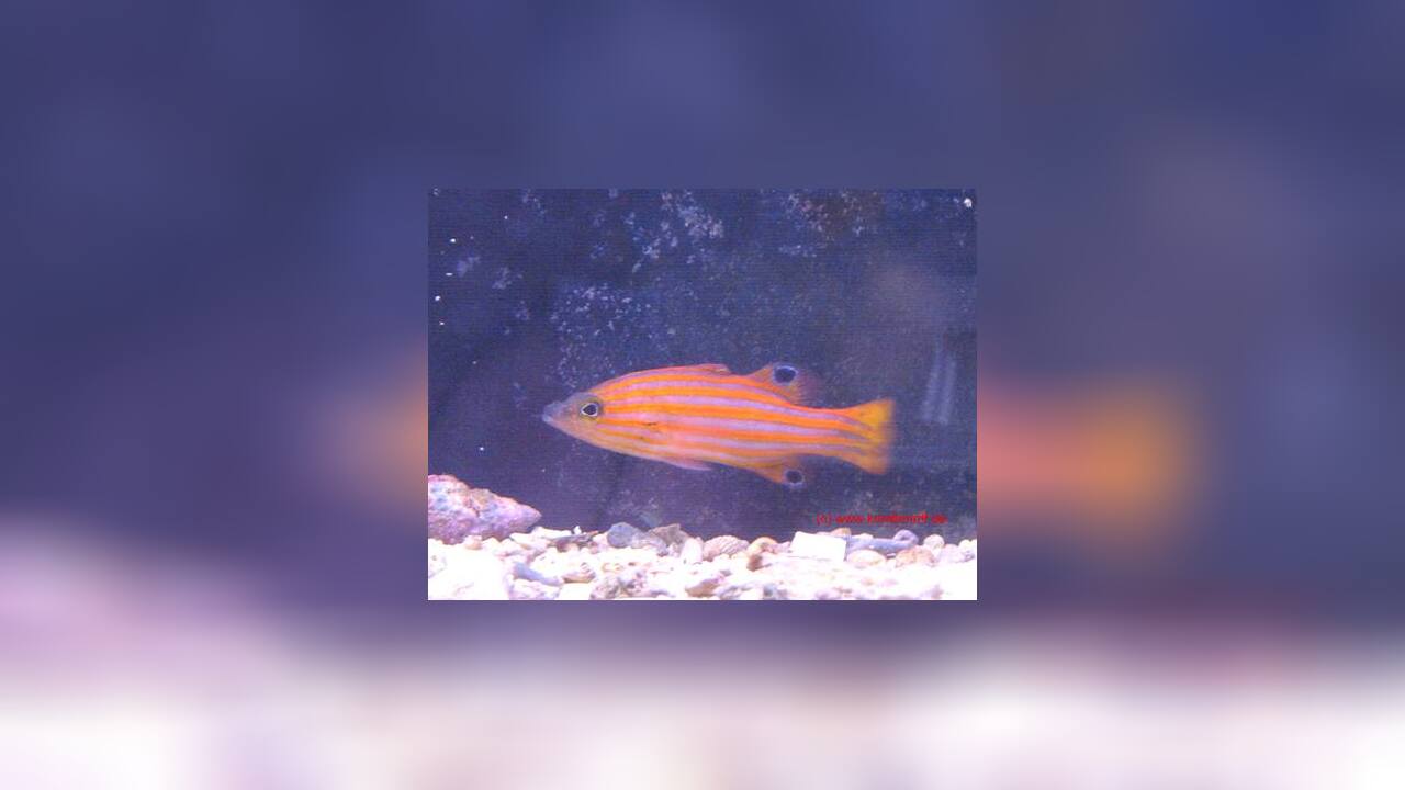 Liopropoma swalesi Swalesi Basslet, Orange-lined reef basslet, Swales ...