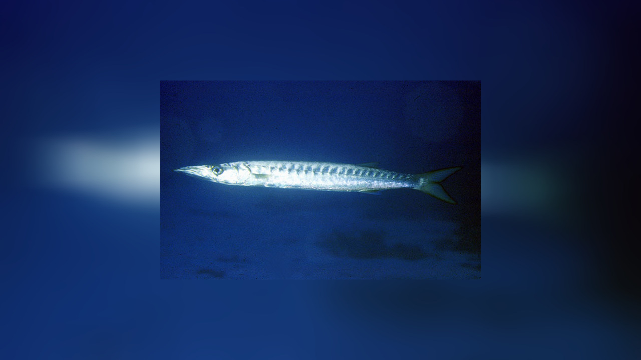 Sphyraena viridensis Gebänderter Barrakuda , Gelbmaul-Barakuda