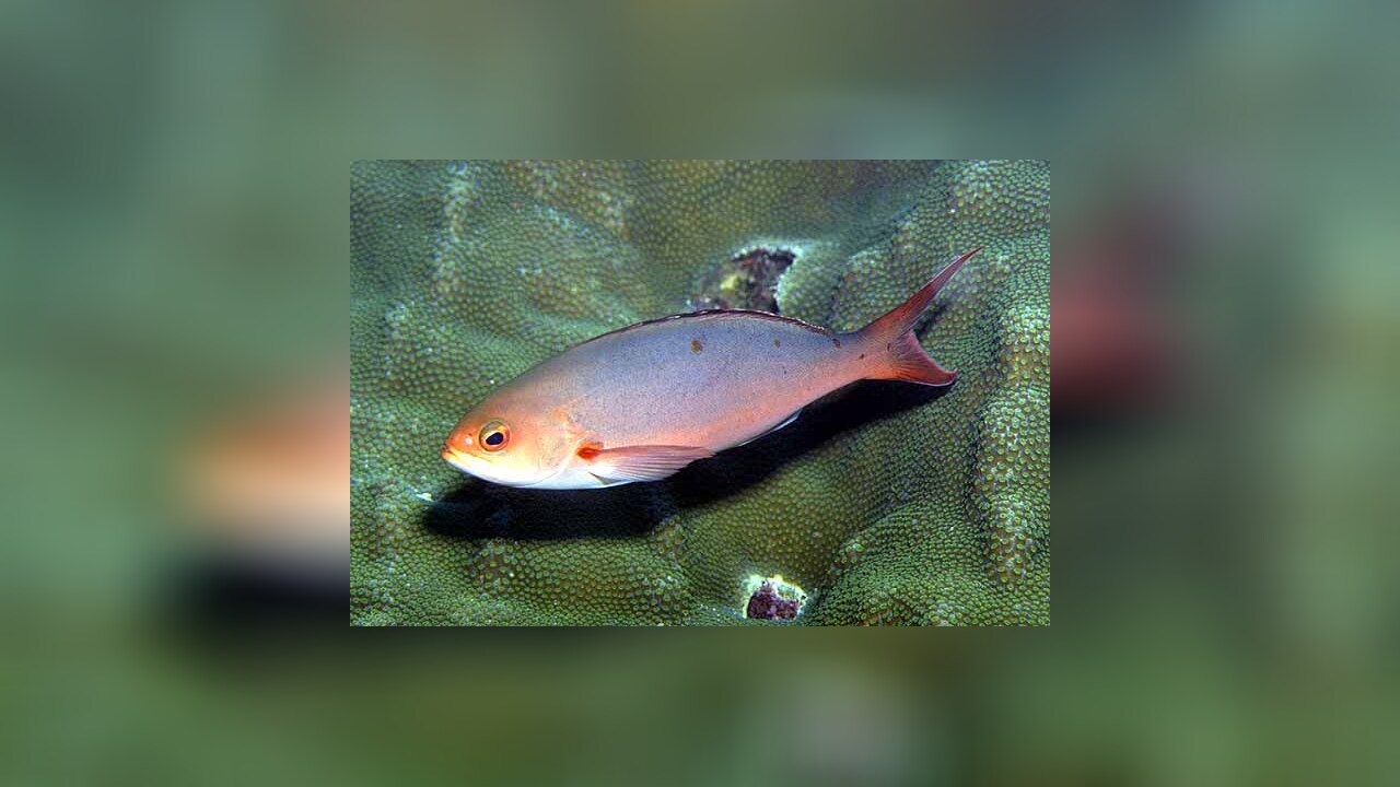 Paranthias furcifer Creole-fish