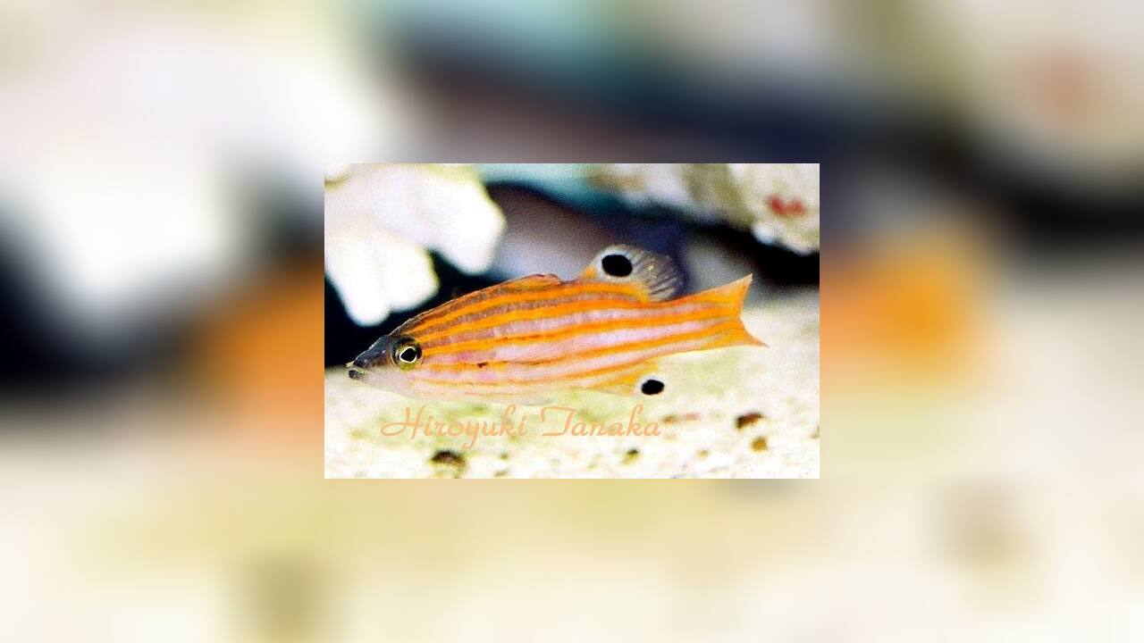 Liopropoma swalesi Swalesi Basslet, Orange-lined reef basslet, Swales ...