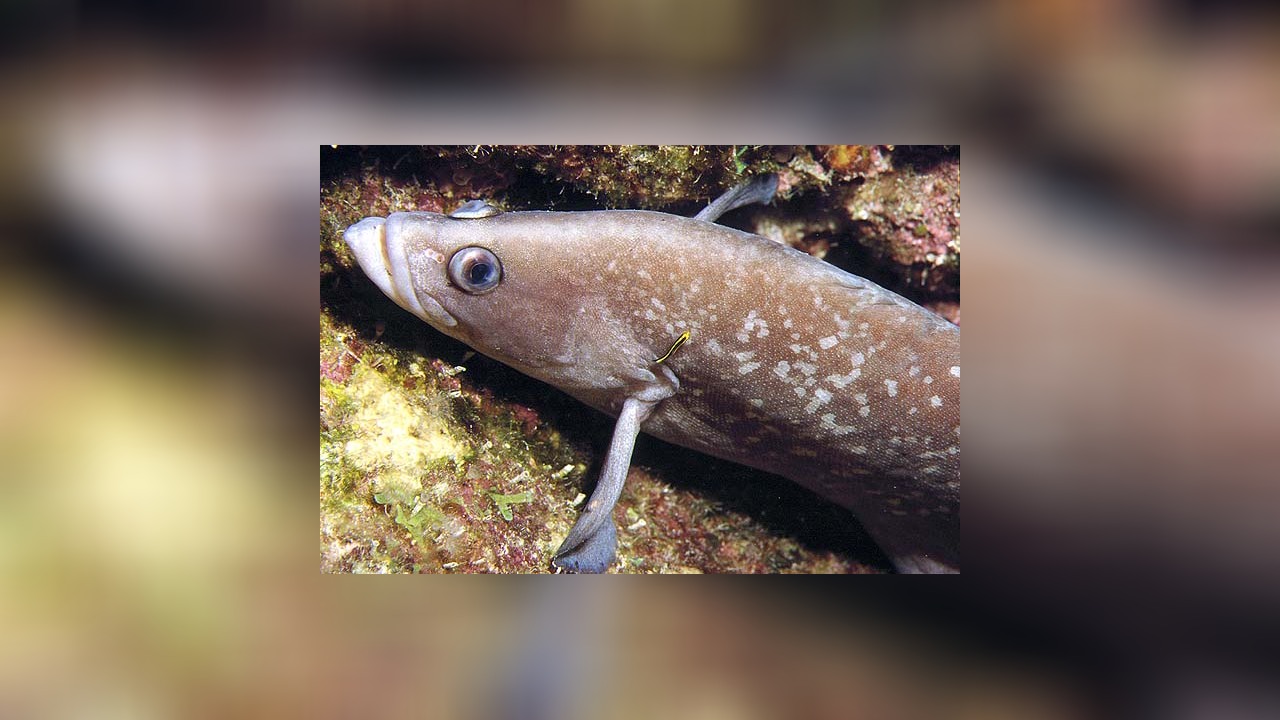 Rypticus saponaceus Greater soapfish