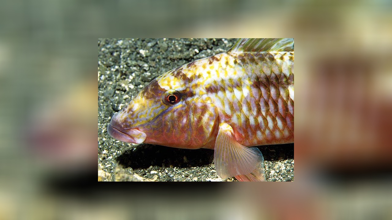 Parupeneus multifasciatus Banded Goatfish, Manybar Goatfish, Multibar ...