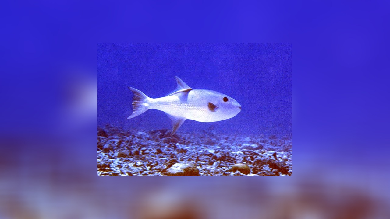 Canthidermis maculata rough trigger-fish, spotted oceanic triggerfish