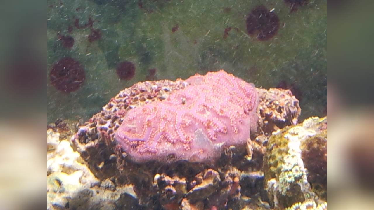 Botrylloides sp. 02 Seescheide