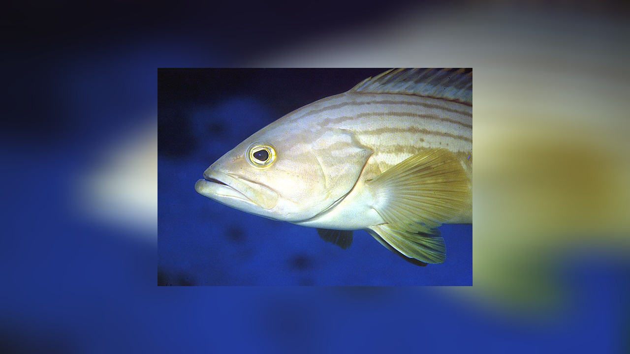 Epinephelus costae Goldblotch grouper
