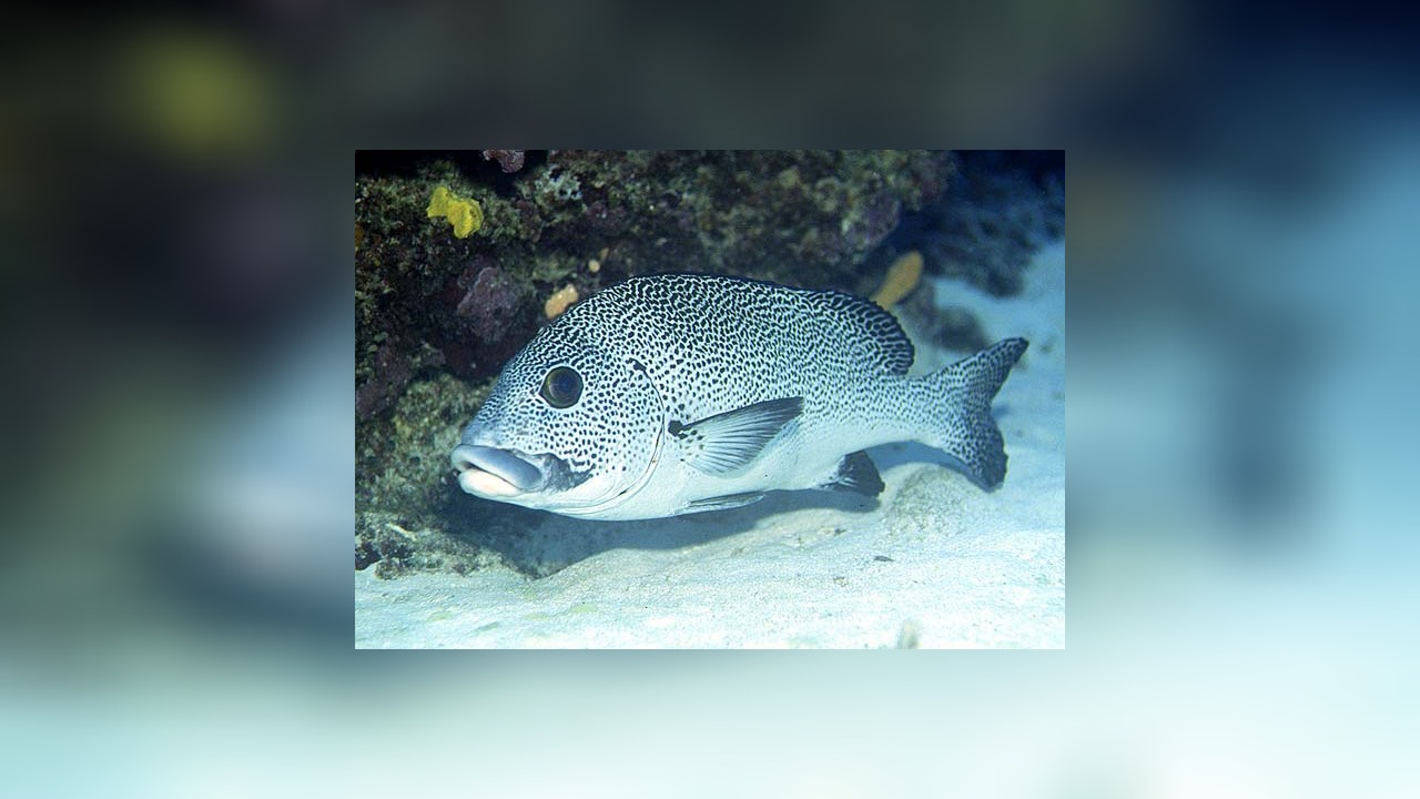 Plectorhinchus picus Painted Sweetlip, Blackspotted Sweetlip, Magpie ...