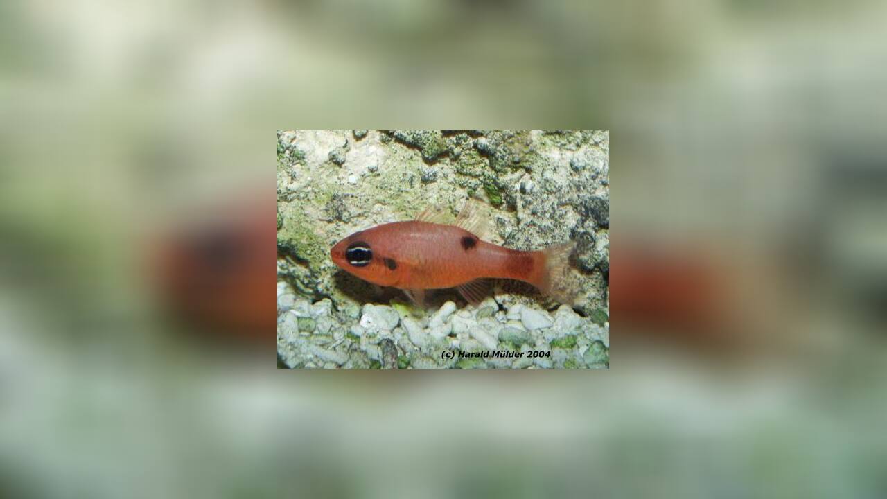 Apogon maculatus Flamefish