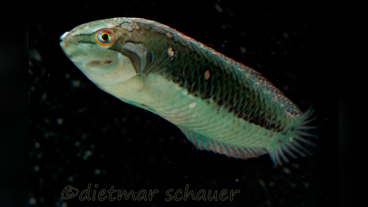 Novaculoides macrolepidotus Green-banner wrasse, Seagrass nurse ...