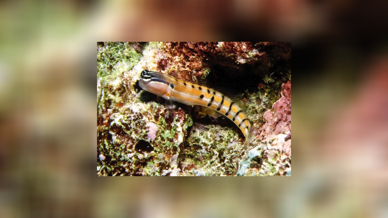 Ecsenius axelrodi Axelrod's clown blenny, Sea star guard