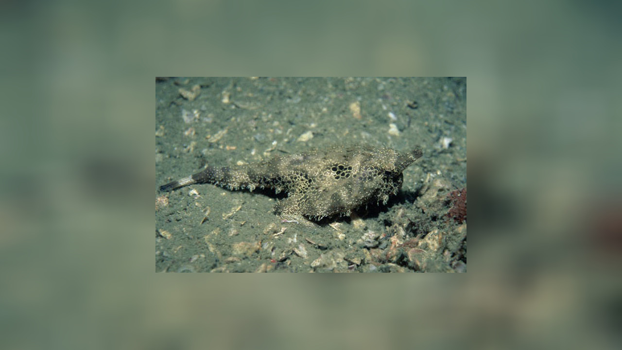 Ogcocephalus vespertilio Seefledermaus