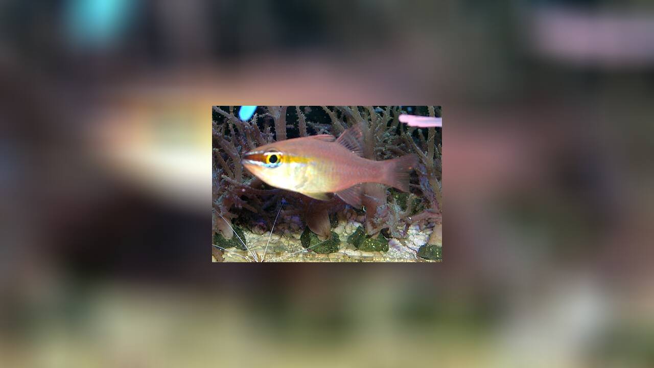 Ostorhinchus apogonoides Short-tooth Cardinal, Plain Cardinal ...